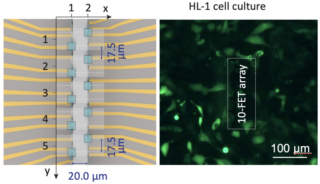 Cellular Interfaces – Xu Research Group | UC San Diego